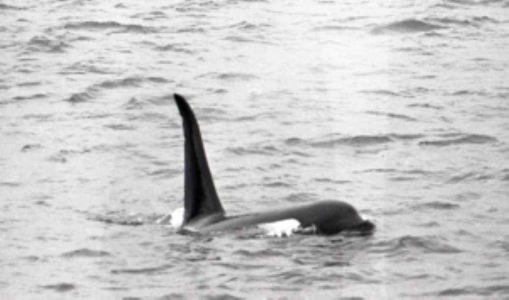 K1 "Taku" | CaptiveOrca Wiki | Fandom