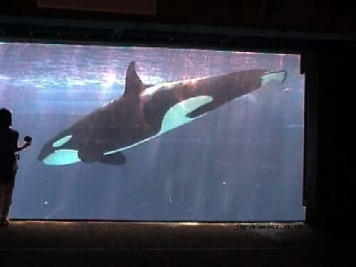 Bjossa | CaptiveOrca Wiki | Fandom