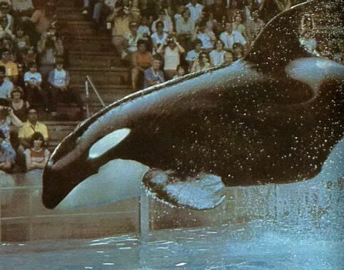 Kandu II | CaptiveOrca Wiki | Fandom