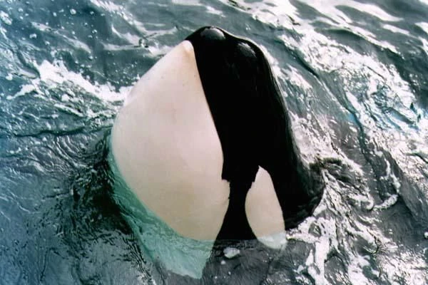 Bjossa | CaptiveOrca Wiki | Fandom