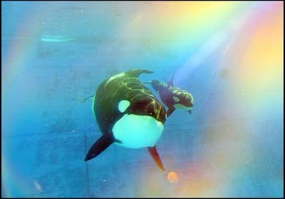 Makaio | CaptiveOrca Wiki | Fandom