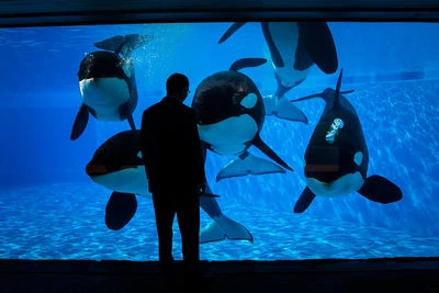 Katina | CaptiveOrca Wiki | Fandom