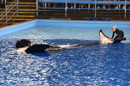 Tuar | CaptiveOrca Wiki | Fandom
