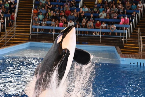 Tuar | CaptiveOrca Wiki | Fandom