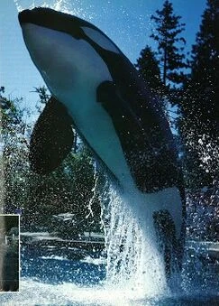 Finna | CaptiveOrca Wiki | Fandom