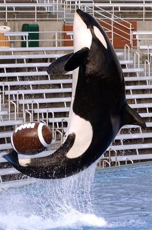 Kasatka | CaptiveOrca Wiki | Fandom