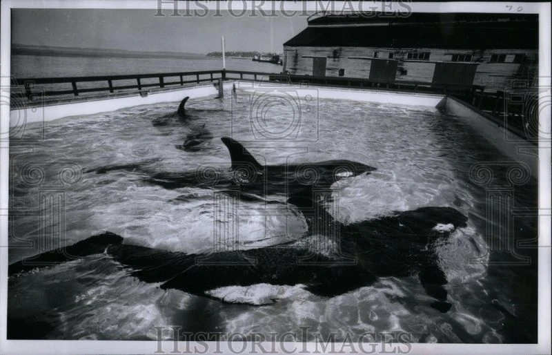 Seattle Marine Aquarium | CaptiveOrca Wiki | Fandom