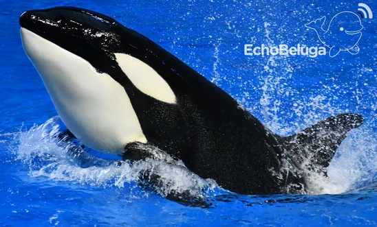 Kaixin | CaptiveOrca Wiki | Fandom