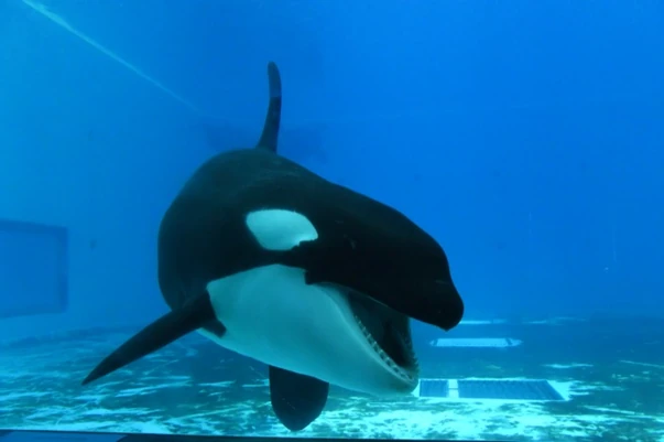 Nukka | CaptiveOrca Wiki | Fandom