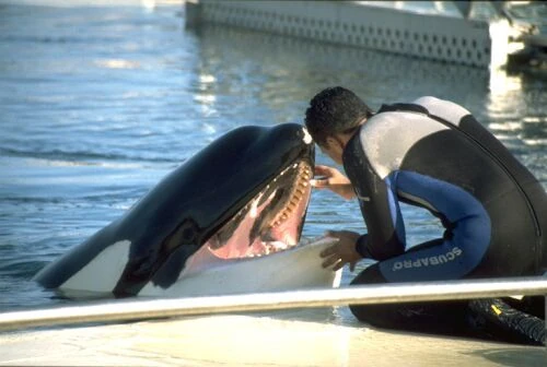 Freya | CaptiveOrca Wiki | Fandom