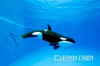 Dora | CaptiveOrca Wiki | Fandom