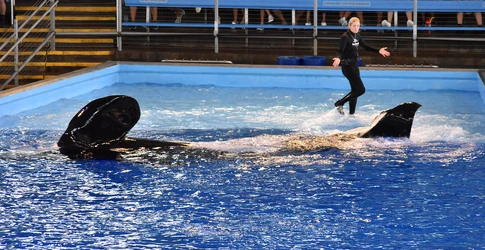Tuar | CaptiveOrca Wiki | Fandom