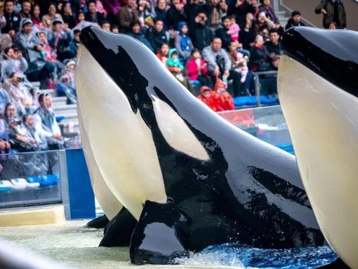 Dora | CaptiveOrca Wiki | Fandom