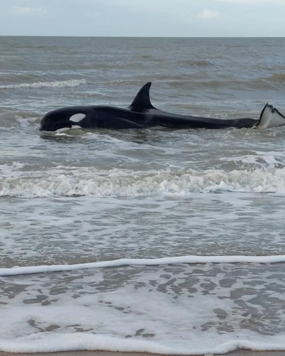 IB6 "Gala" | CaptiveOrca Wiki | Fandom