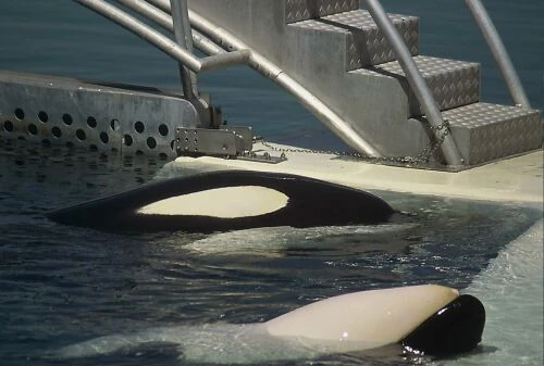 Freya | CaptiveOrca Wiki | Fandom