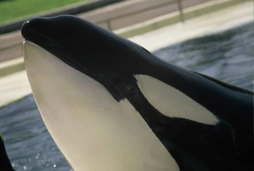Freya | CaptiveOrca Wiki | Fandom