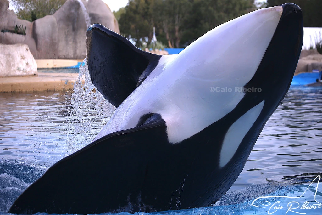 Kshamenk | CaptiveOrca Wiki | Fandom