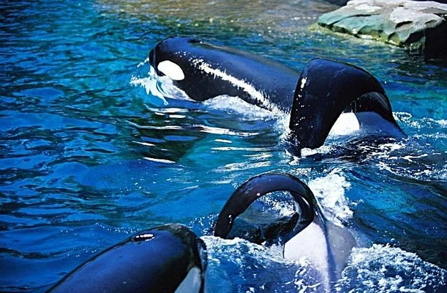 Bjossa | CaptiveOrca Wiki | Fandom