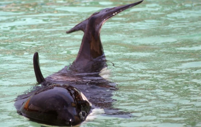 Neptune | CaptiveOrca Wiki | Fandom