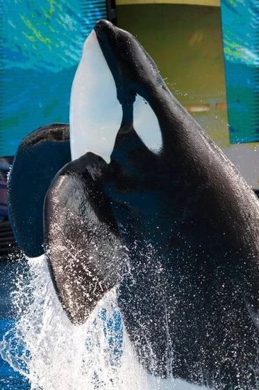 Tilikum | CaptiveOrca Wiki | Fandom