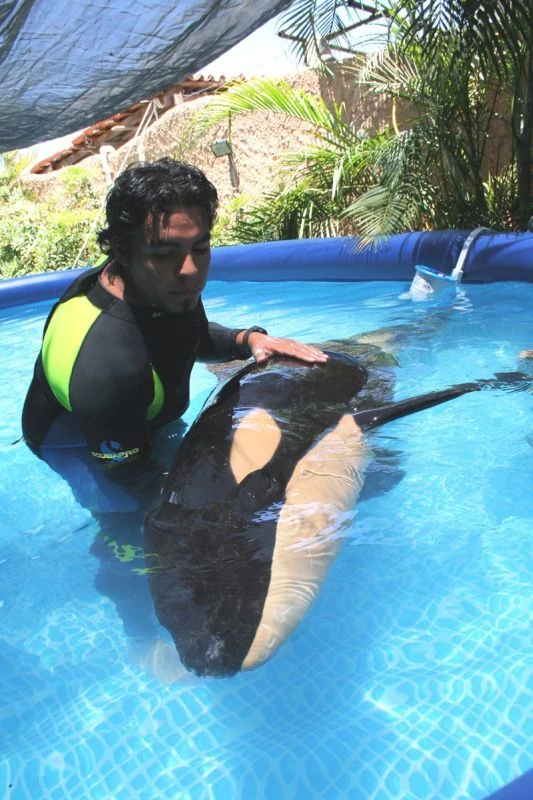 Pascuala | CaptiveOrca Wiki | Fandom