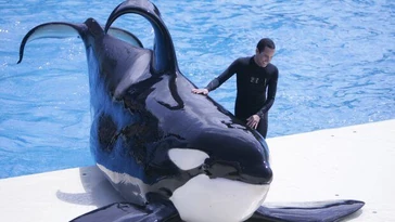 Ulises | CaptiveOrca Wiki | Fandom