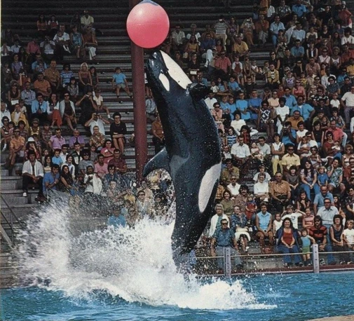 Kandu II | CaptiveOrca Wiki | Fandom