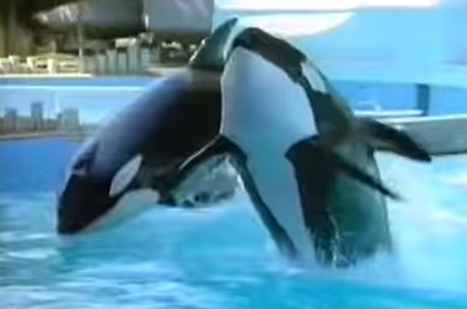 Kanduke | CaptiveOrca Wiki | Fandom