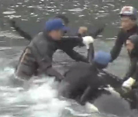 A-chan | CaptiveOrca Wiki | Fandom