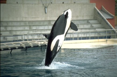 Freya | CaptiveOrca Wiki | Fandom