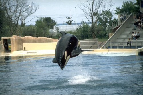 Freya | CaptiveOrca Wiki | Fandom