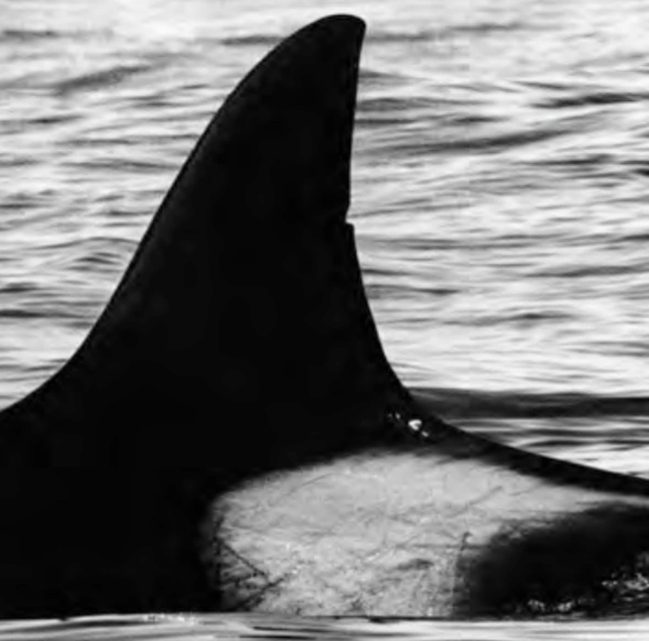 Kanduke's Wild Family | CaptiveOrca Wiki | Fandom