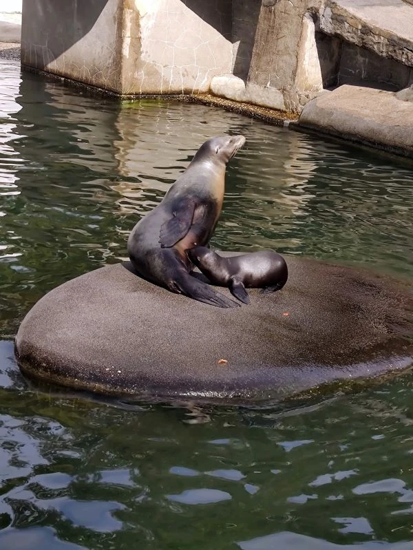 Ginger | Captive Pinnipeds Wiki | Fandom