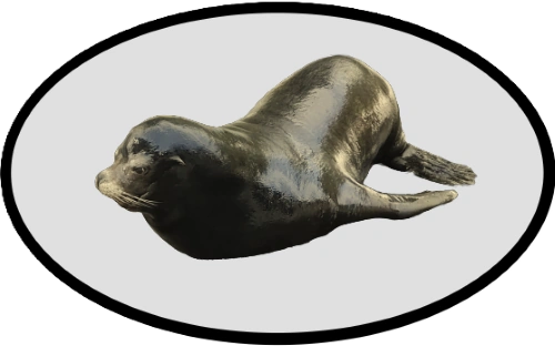 Polosa | Captive Pinnipeds Wiki | Fandom
