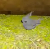 Bird | Capuchin Wiki | Fandom