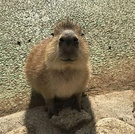 Gort | Capybaraverse Wiki | Fandom