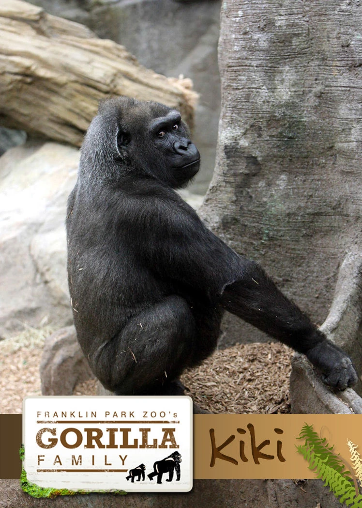 Kiki | CardGuide Wiki | Fandom