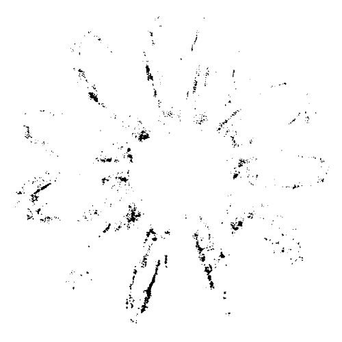 Cardiacs | Cardiacs Wiki | Fandom