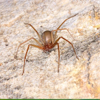 Brown Recluse | Cards, the Universe and Everything Wiki | Fandom