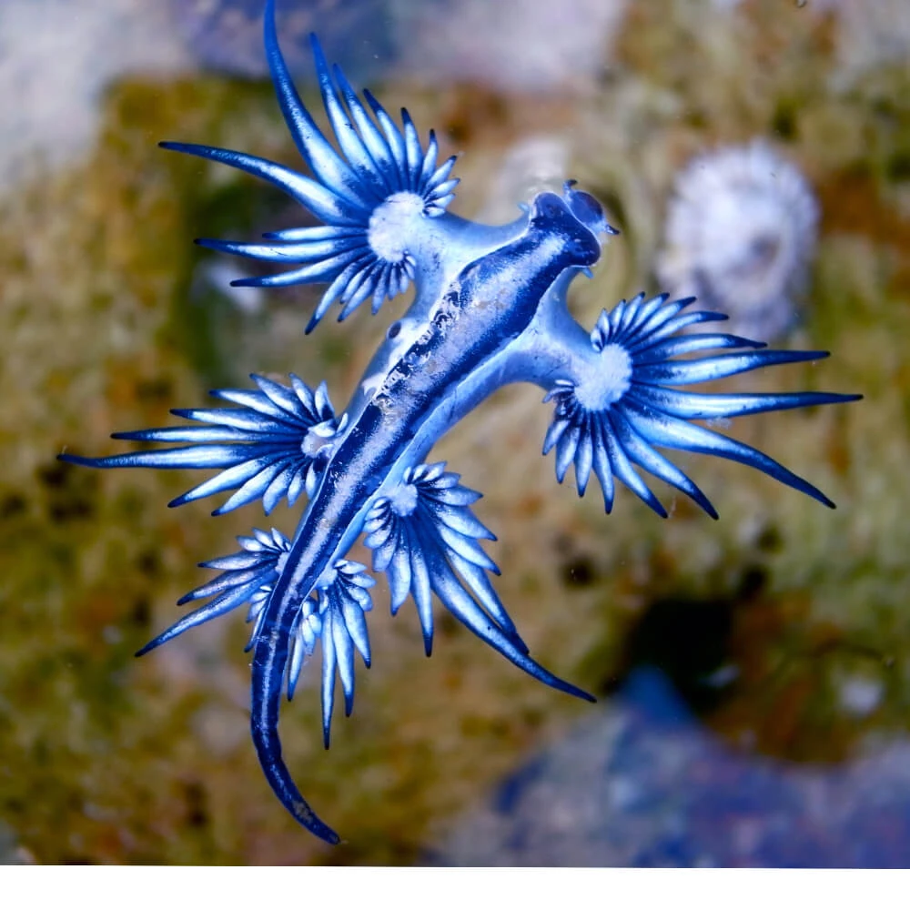 Blue Dragon | Cards, the Universe and Everything Wiki | Fandom