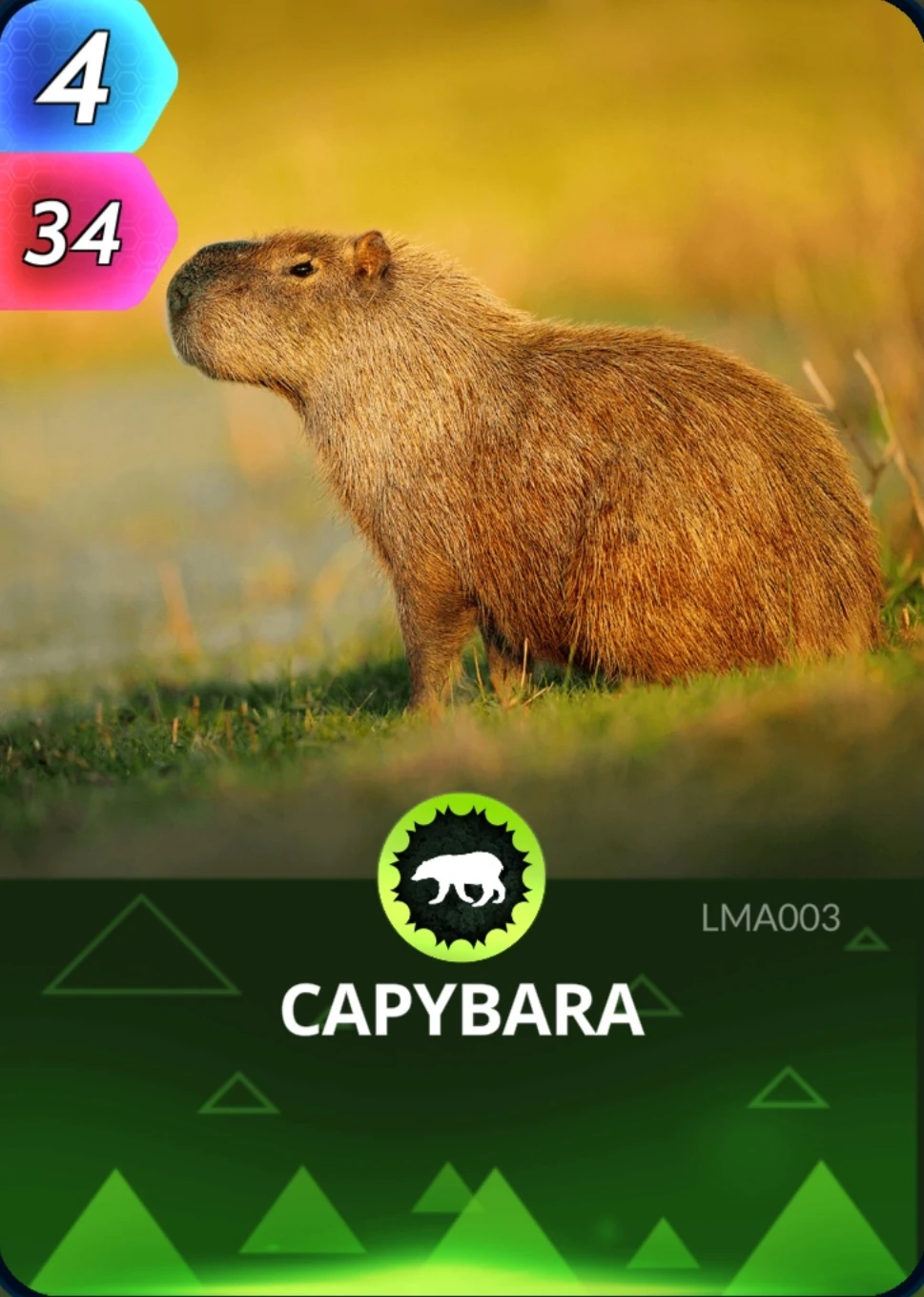 Capybara | Cards, the Universe and Everything Wiki | Fandom