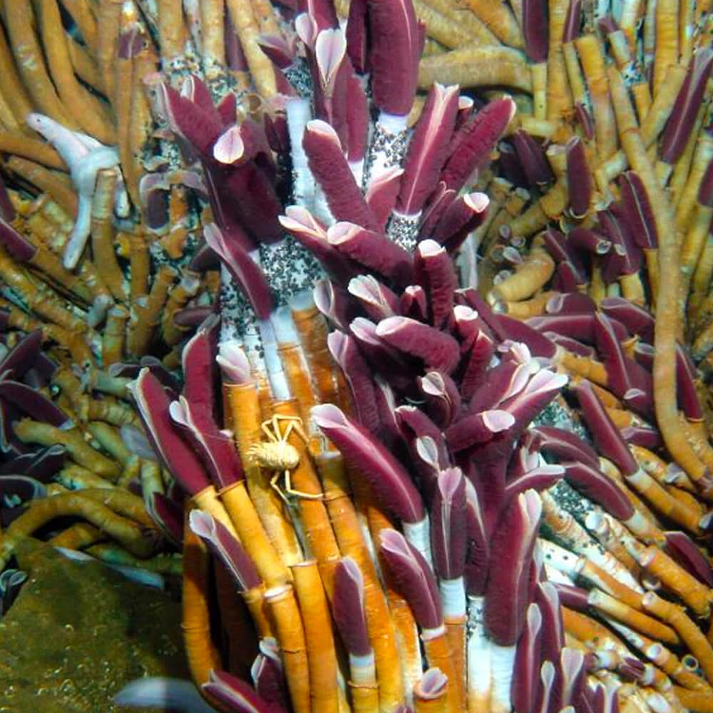 Giant Tube Worms | Cards, the Universe and Everything Wiki | Fandom