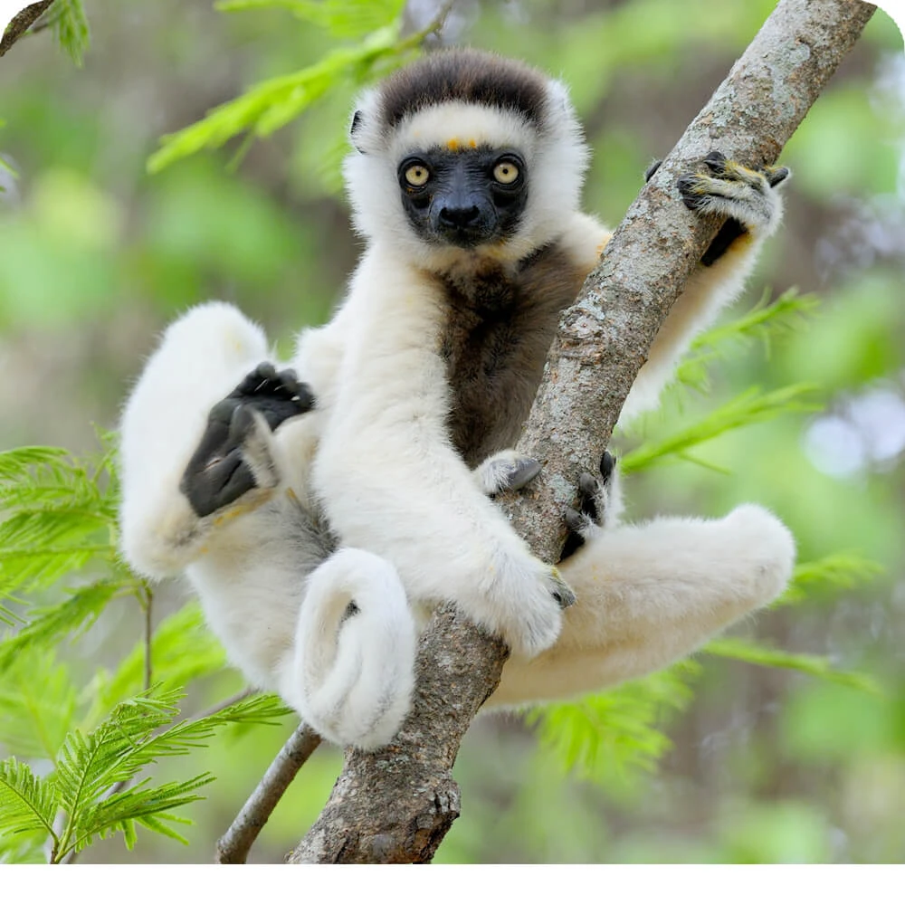 Sifaka Lemur | Cards, the Universe and Everything Wiki | Fandom