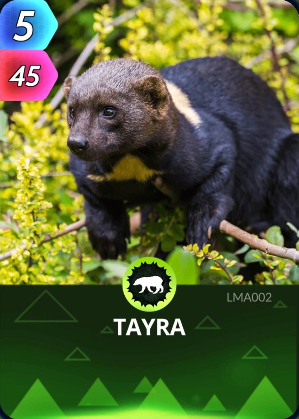Tayra | Cards, the Universe and Everything Wiki | Fandom