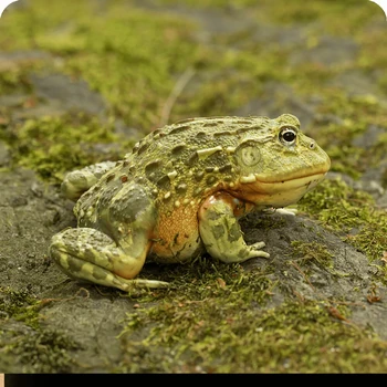 African Bullfrog | Cards, the Universe and Everything Wiki | Fandom