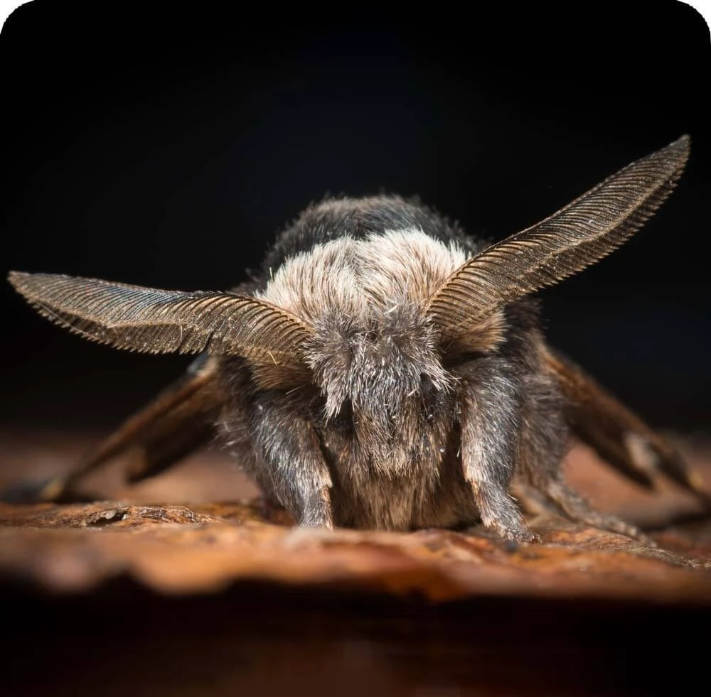 December Moth | Cards, the Universe and Everything Wiki | Fandom