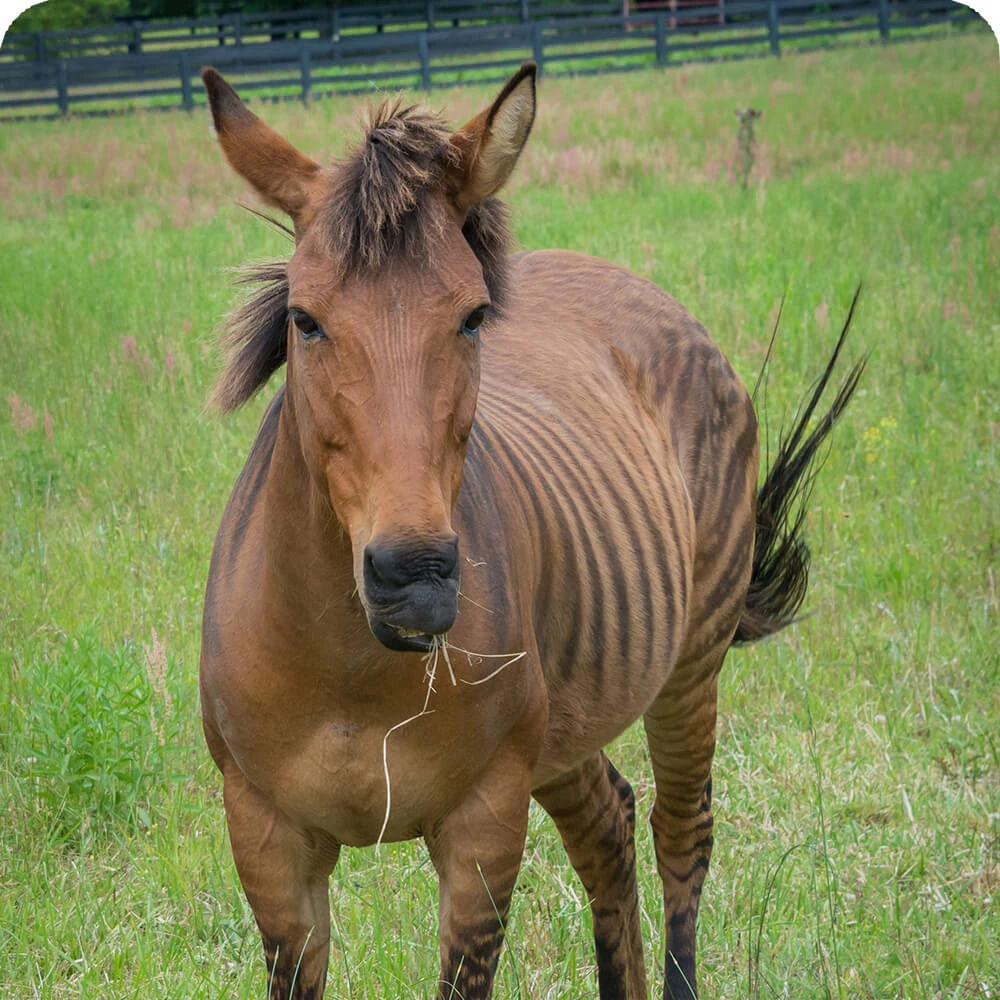 Zorse | Cards, the Universe and Everything Wiki | Fandom