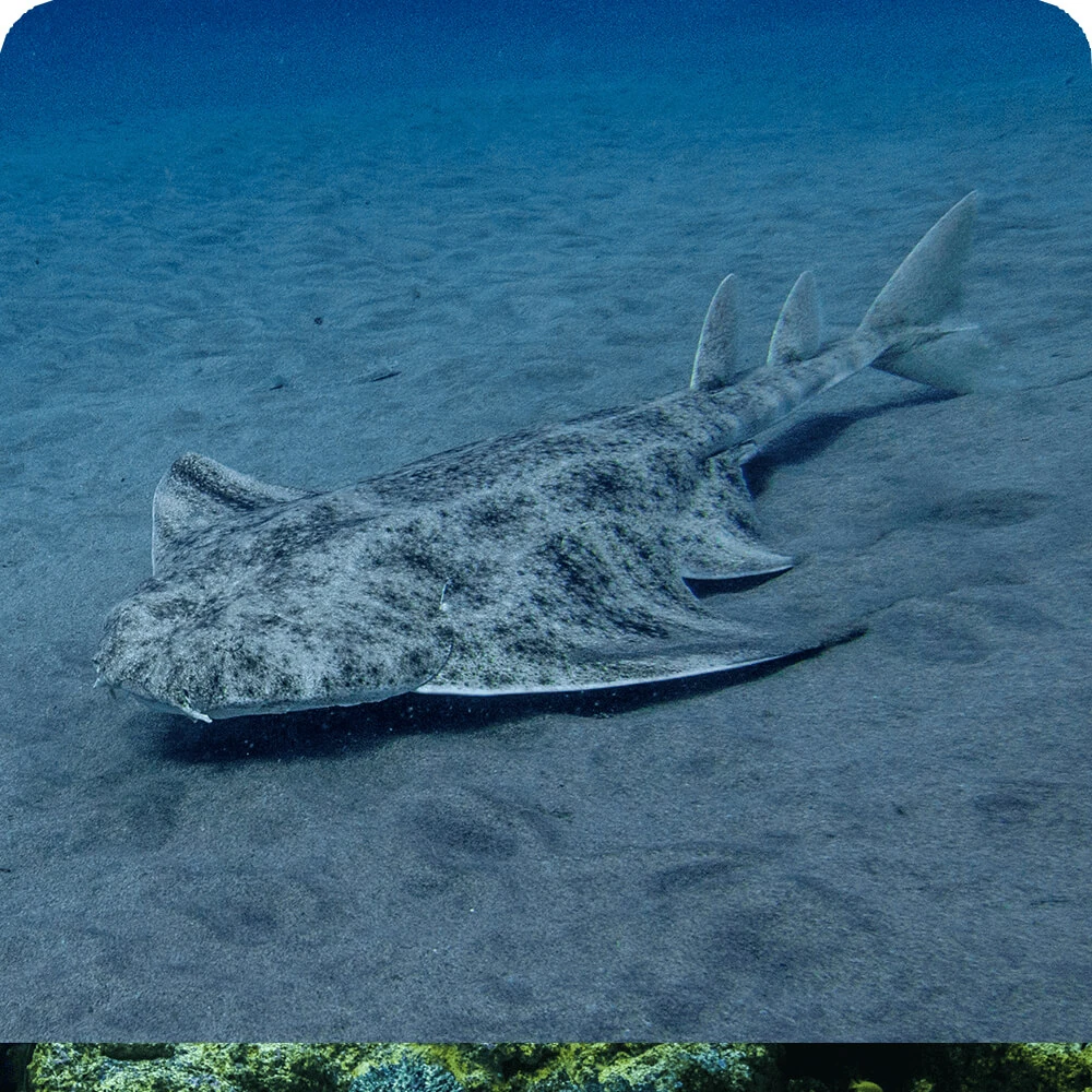 Angel Shark | Cards, the Universe and Everything Wiki | Fandom