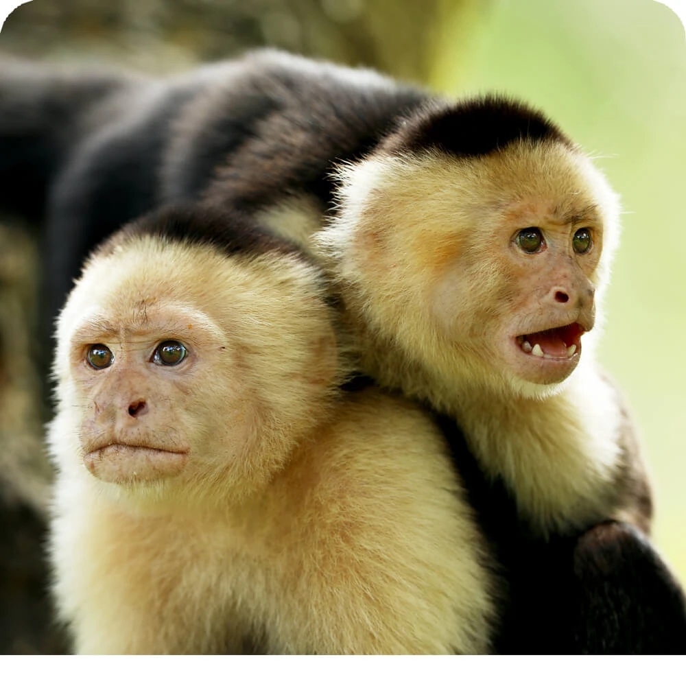 Panamanian White-faced Capuchin | Cards, the Universe and Everything ...