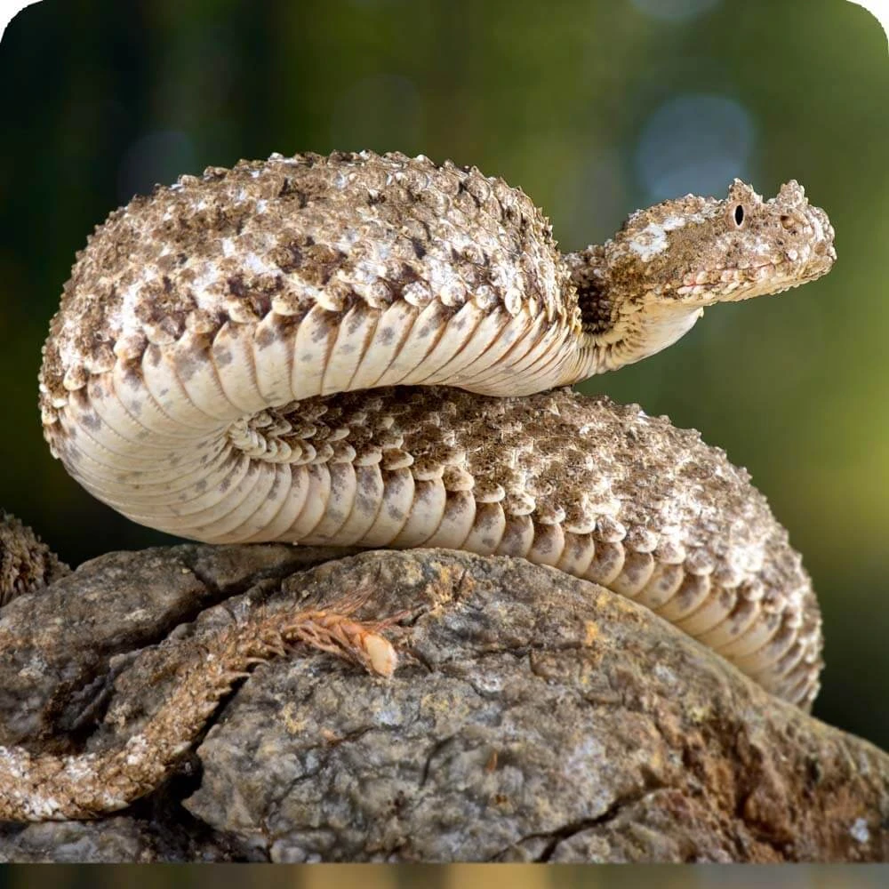 Spider-Tailed Horned Viper | Cards, the Universe and Everything Wiki ...